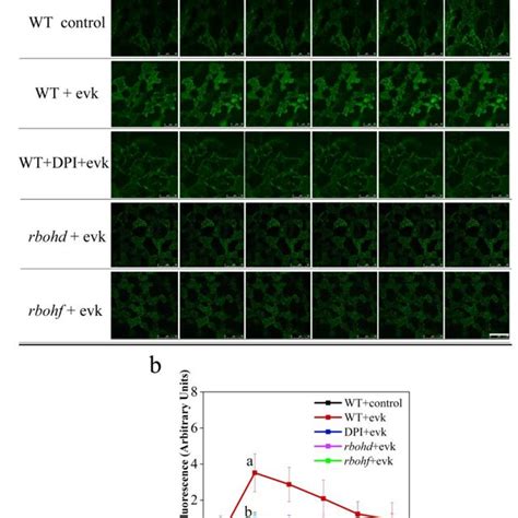 Evk Induced Increases In H2o2 Levels Depend On Rbohd Rbohf In Download Scientific Diagram