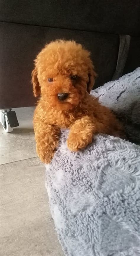 Пудел Той Мини Тийкъпpoodle Toy Mini Teacup