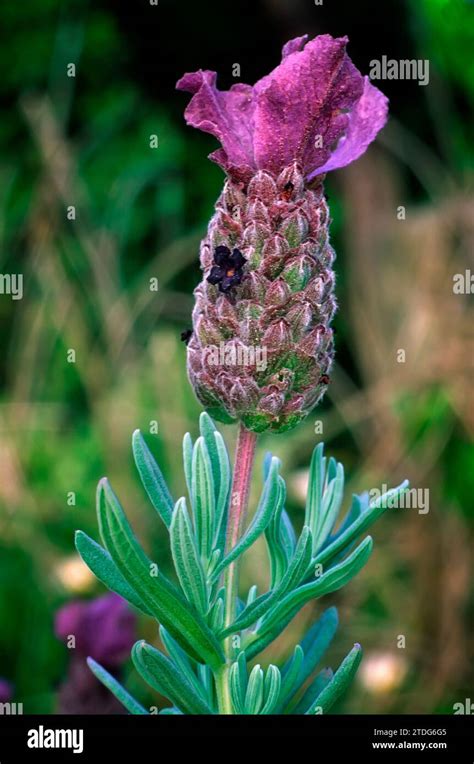 Spanish Lavender Lavandula Stoechas Lamiaceae Evergreen