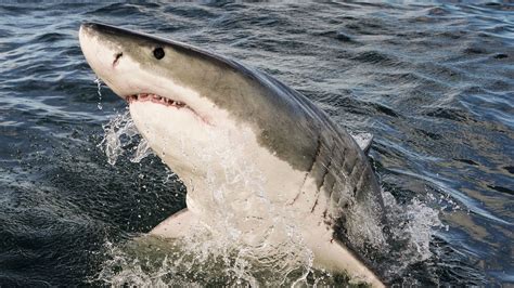 Surfer Punches Shark Repeatedly To Save His Wife In Attack Off