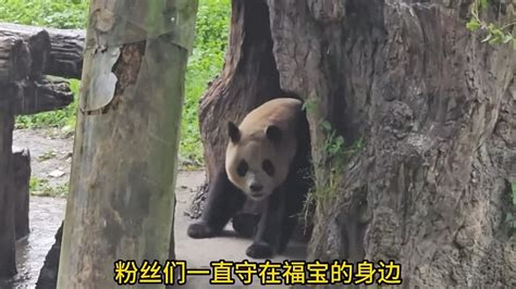 闭园之前神树坪下起大雨，福宝害怕的躲进了山洞，粉丝不忍心离开 Youtube