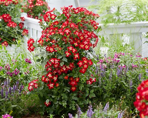 Rosa Everglow Ruby Bare Roots — Buy Red Roses Online At Farmer Gracy Uk