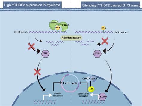 N6 甲基腺苷阅读器 Ythdf2 通过 Egr1 P21cip1 Waf1 Cdk2 Cyclin E1 轴介导的细胞周期转换促进多发性骨髓瘤细胞增殖 Oncogene X Mol
