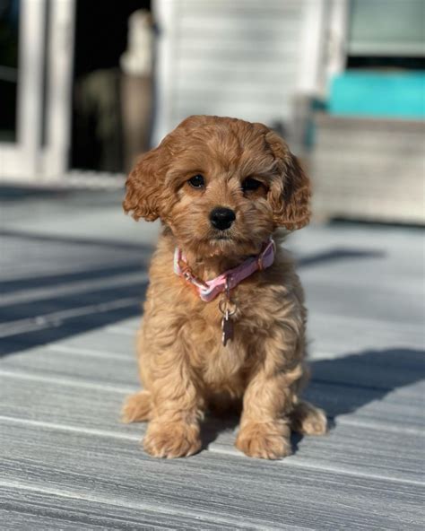 150 Cavapoo Name Ideas You Will Love Premier Pups