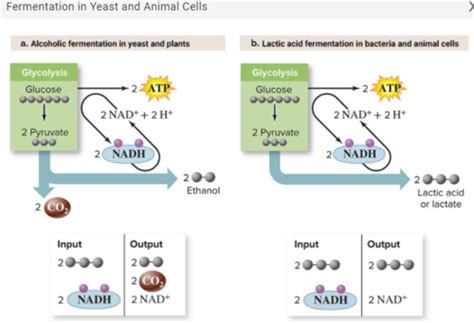 Yeast Fermentation Diagram