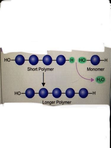 Biomolecules Flashcards Quizlet