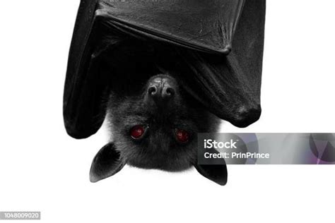 매달린 박쥐의 피 묻은 빨간 눈 무서운 할로윈 드라큘라 흰색 배경에 고립의 표시 과일에 대한 스톡 사진 및 기타 이미지 과일 귀신 나무 Istock