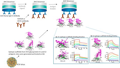 Strategies Using Bio Layer Interferometry Biosensor Technology For Vaccine Research And Development