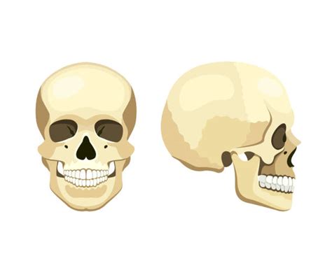 2000개 이상의 벽세포 이미지 스톡 사진 그림 및 Royalty Free 이미지 Istock