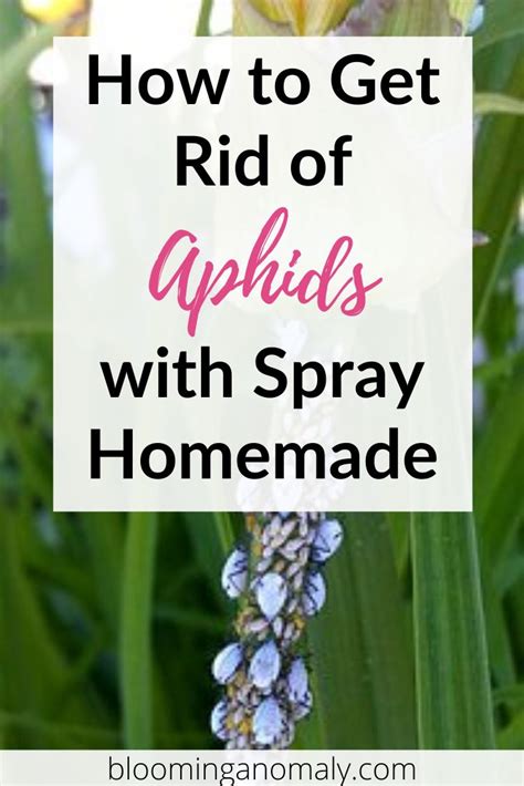 How To Get Rid Of Aphids Aphids On Plants Get Rid Of Aphids Aphid