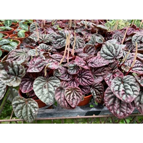 一禪種苗園 有助於室內空氣之凈化 觀葉盆栽 3吋盆簇生型植株葉圓心形葉片凹凸皺摺幽雅別緻陽台點綴 蝦皮購物