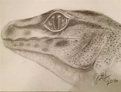 Leopard Gecko Drawing At Explore Collection Of
