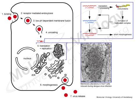 Universitätsklinikum Heidelberg 2 Replication Cycle