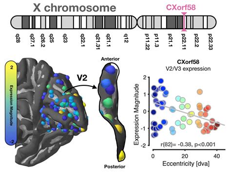 Translational Insights Into The Role Of Genetic Mutations In The Loss