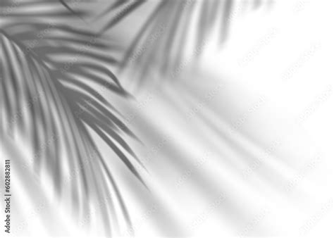 Coconut Palm Leaves Shadow Tropical Leaf Overlay Sunbeam From Window