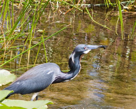 Tricolored Heron Project Noah