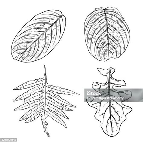 꽃 무늬 요소 나뭇가지와 잎 국내 녹지 잔디 가정 식물 가지의 집합입니다 벡터 0명에 대한 스톡 벡터 아트 및 기타 이미지 0명 가득 찬 검은색 Istock
