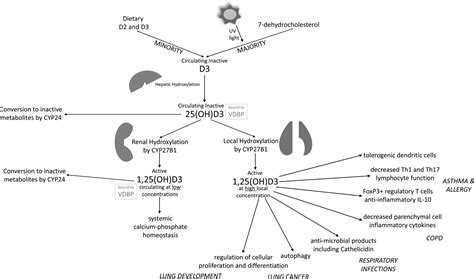 Vitamin D And Lung Disease Thorax