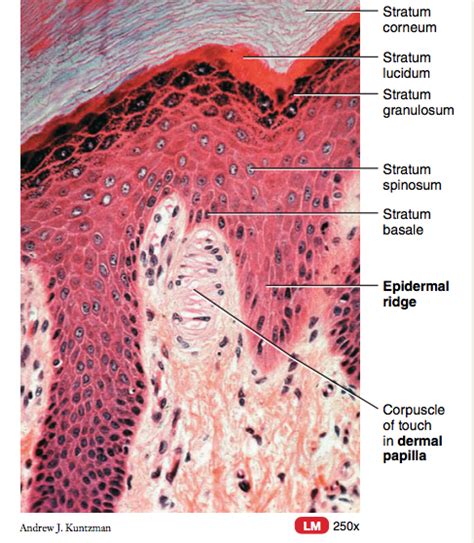 Epidermal Ridges Model
