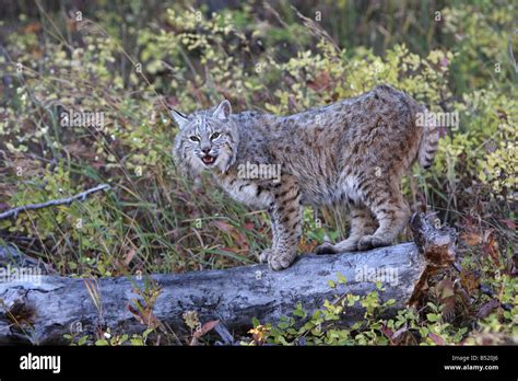 Gato Montés Lynx Rufus Fotografía De Stock Alamy