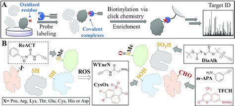 Chemical Proteomics Based Identification Of Oxidized Proteins A