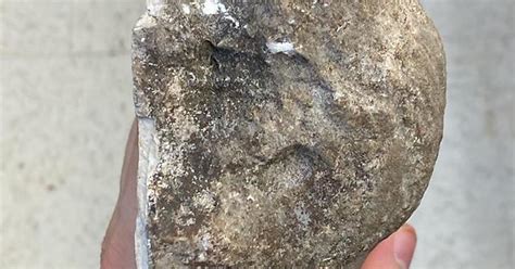 Fossil Album On Imgur