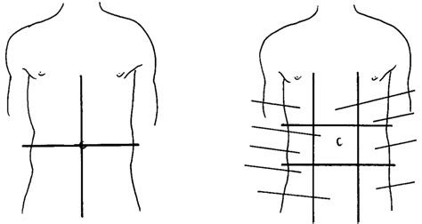 Abdominal Anatomy Quadrants What Are The Anatomical Regions And