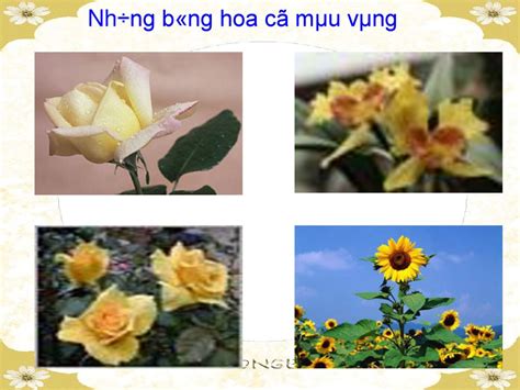 Mi Tr Ng Xung Quanh Gio N T I M T S Lo I Hoa Ppt Download