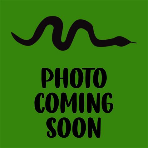 Axanthic Spider Ball Python Showcase Reptiles