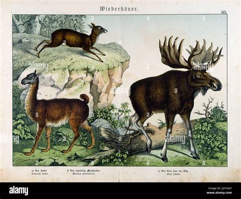 Coloured Illustration Depicting Three Types Of Cud Chewers Stock Photo Alamy