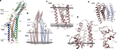 Subunit Structure A Ribbon Representation Of The Ttyh2 Subunit With Download Scientific Diagram