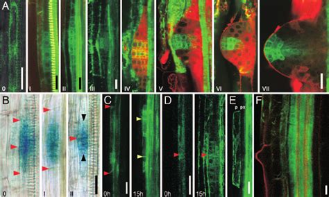 Auxin Response Marked Specification Of Lateral Root Founder Cells