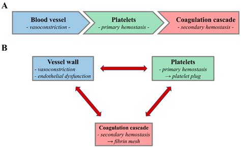Platelets Function The Role Of Platelets In Sepsis Research And