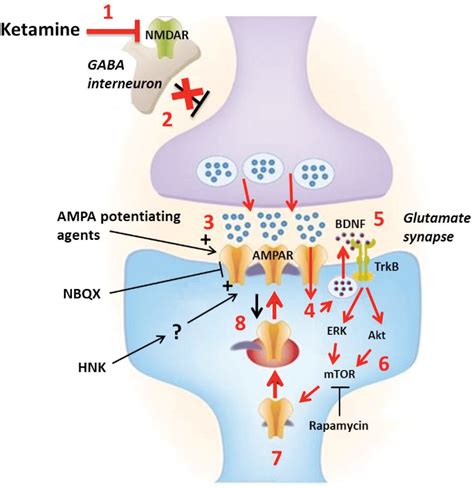 Pdf Antidepressant Effects Of Ketamine And The Roles Of Ampa
