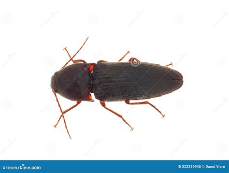 Pasture Wireworm Beetle Isolated On White Background Monocrepidius