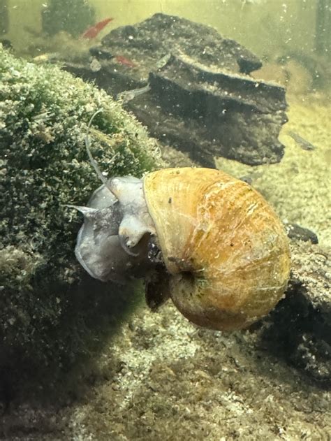 Golden Apple Snail