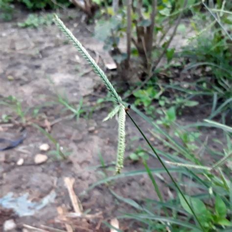 Danh S Ch C C Lo I C Vi T Nam Hoa C Nh Xu