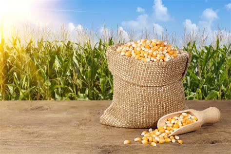 Understanding Corn Variability Impacts On Poultry Nutrition