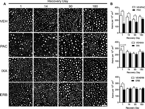 persistent reductions in axon area density were most severe following