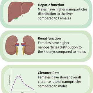 Main Considerations Of Sex Differences In In Nanotechnology