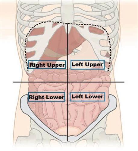 Aandp1 Lab1 Abdominopelvic Quadrants And Regions Flashcards Quizlet