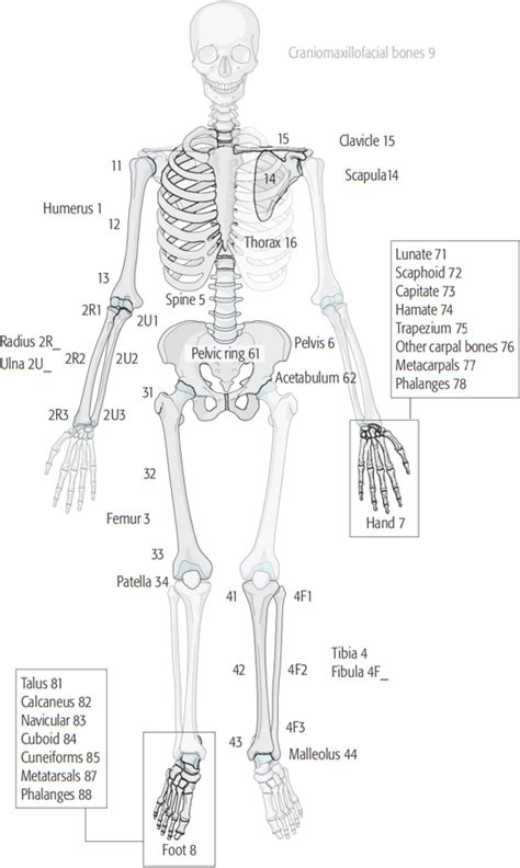 Medicine Müller Ao Classification Of Fractures Handwiki