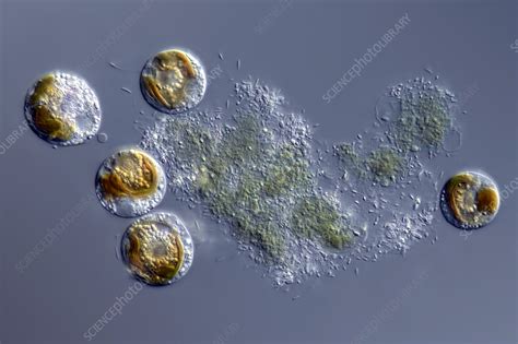 Coccolithophoride Algae Light Micrograph Stock Image C057 4899 Science Photo Library