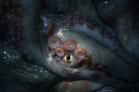 Four New Incredible Deep Sea Octopus Species Discovered In The Pacific