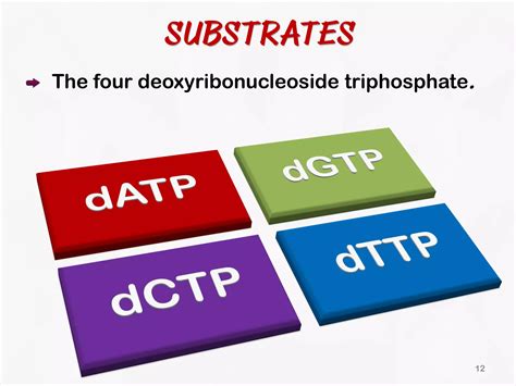 Dna Replication Pdf