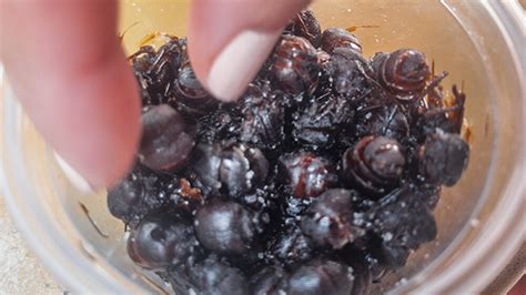 Chicatanas Un Exótico Manjar Originario De Oaxaca