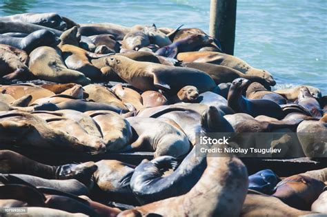피셔맨즈 워프의 샌 프란 시스 코 베이 캘리포니아 미국에 나무 플랫폼에서 물개 바다 사자와 함께 피어 39의 보기 0명에 대한 스톡 사진 및 기타 이미지 Istock