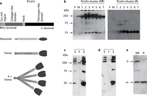 Expression Of Recombinant Oligomeric Human L Ficolin A Schematic