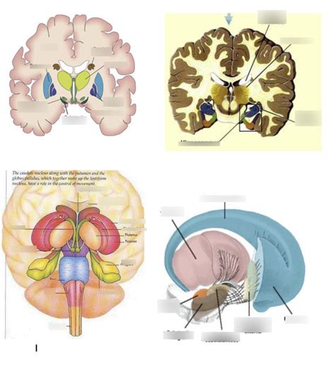 Brain Diagram Part 1 Diagram Quizlet