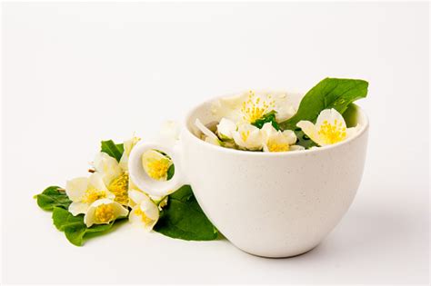 재스민 꽃은 흰색 배경에 차 한 잔을 소용돌이 텍스트를 위한 공간 0명에 대한 스톡 사진 및 기타 이미지 0명 건강관리와 의술 건강한 생활방식 Istock